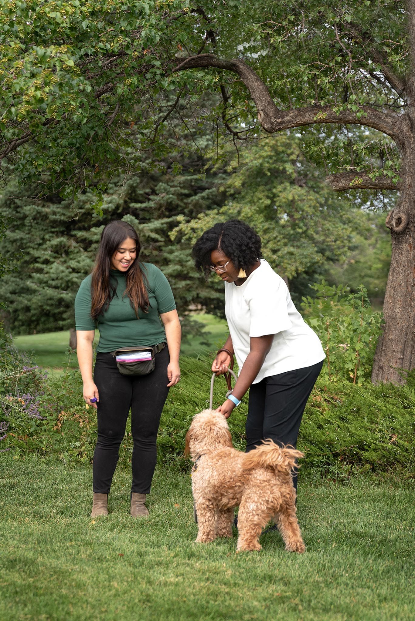 In-Person & VIRTUAL Dog Training Services - Collab Dog Training ...