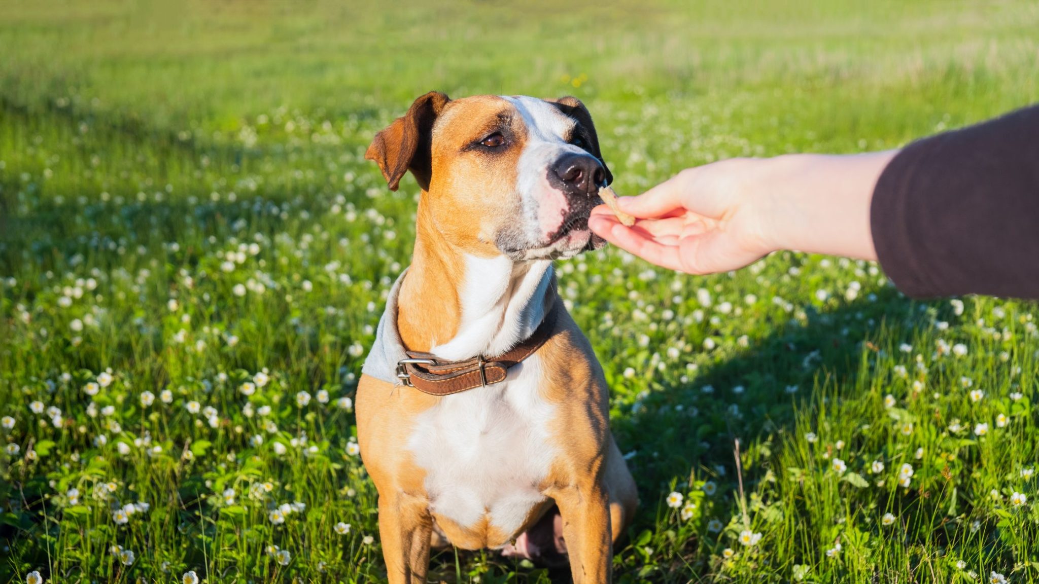 Shaping: A Powerful DOG TRAINING Technique You Need to Know