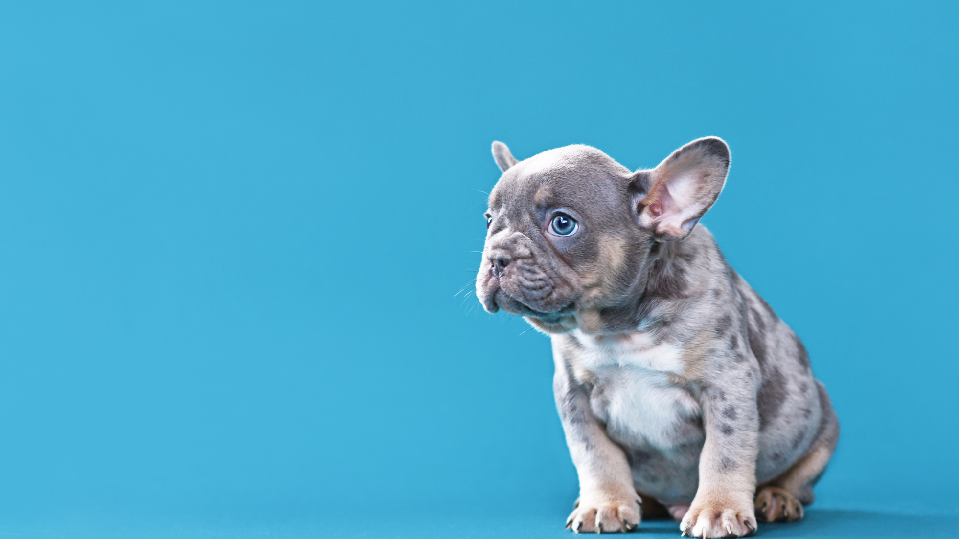 Crate Train Your French Bulldog - An easy step-by-step guide